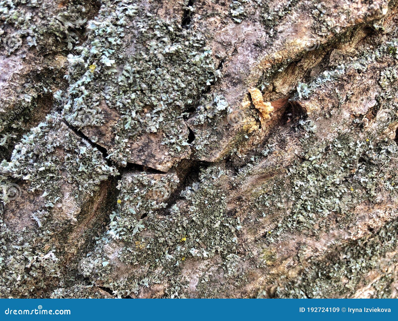 Tree Bark Texture. Heartwood Texture Stock Image - Image of life ...