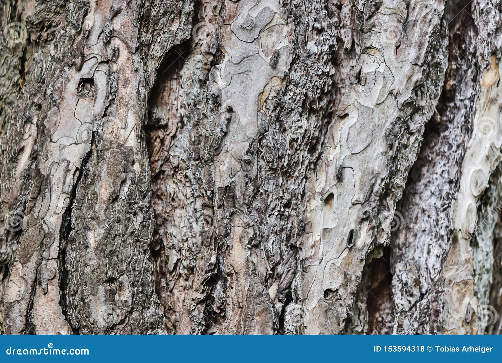 Tree Bark Texture High Quality Background Stock Photo - Image of close ...