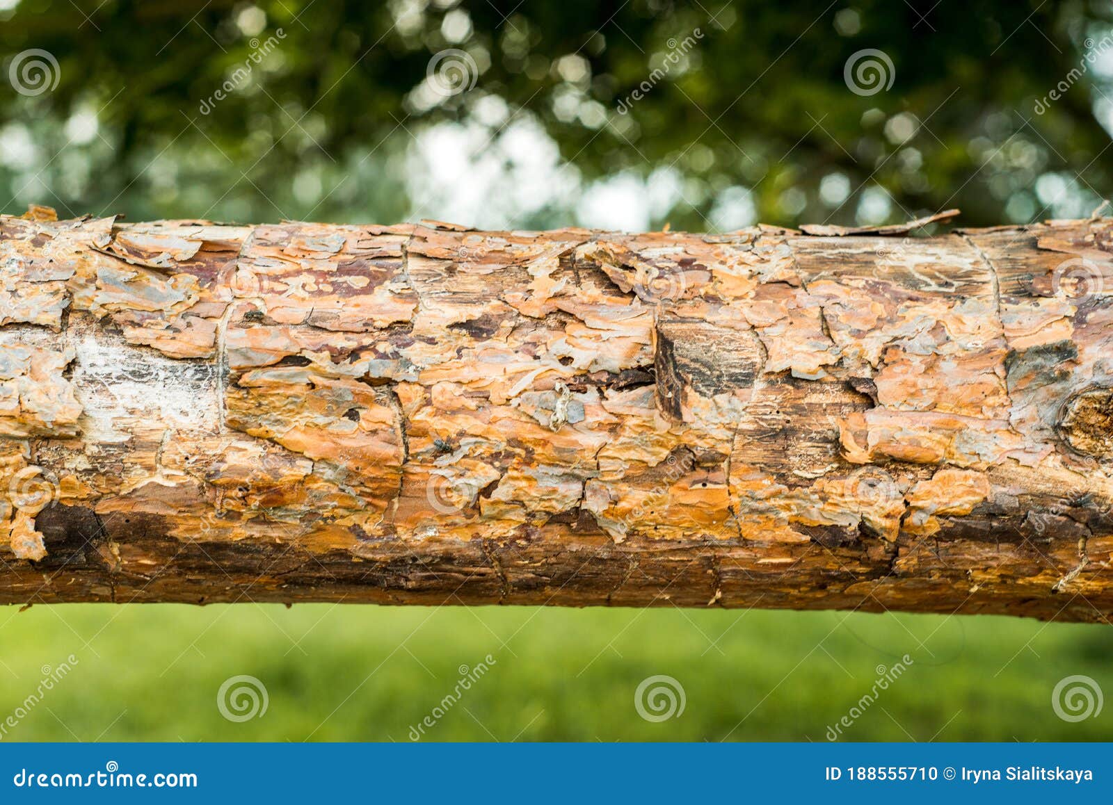 Tree Bark. Horizontal Tree Trunk in the Forest. Fence Log, Texture ...