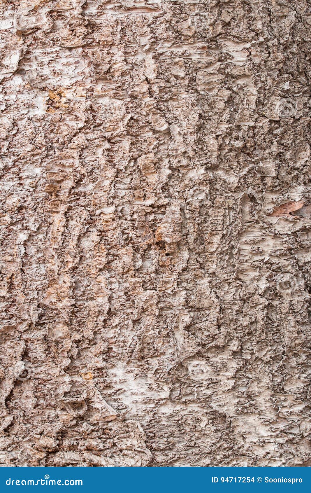 Tree Bark Texture, Light Brown Color Stock Photo - Image of rough ...