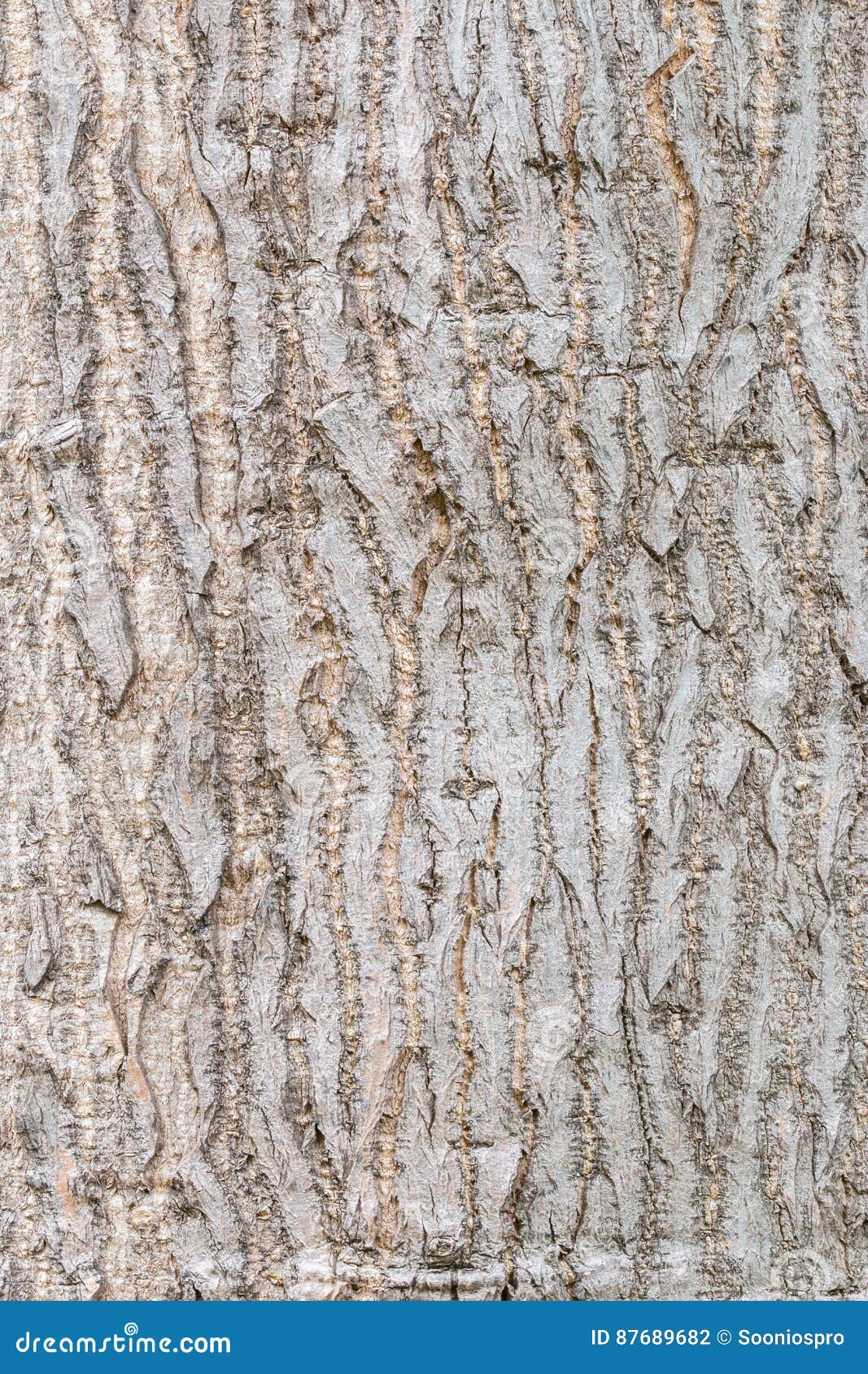 Tree Bark Texture with Light Colors Stock Photo - Image of natural ...