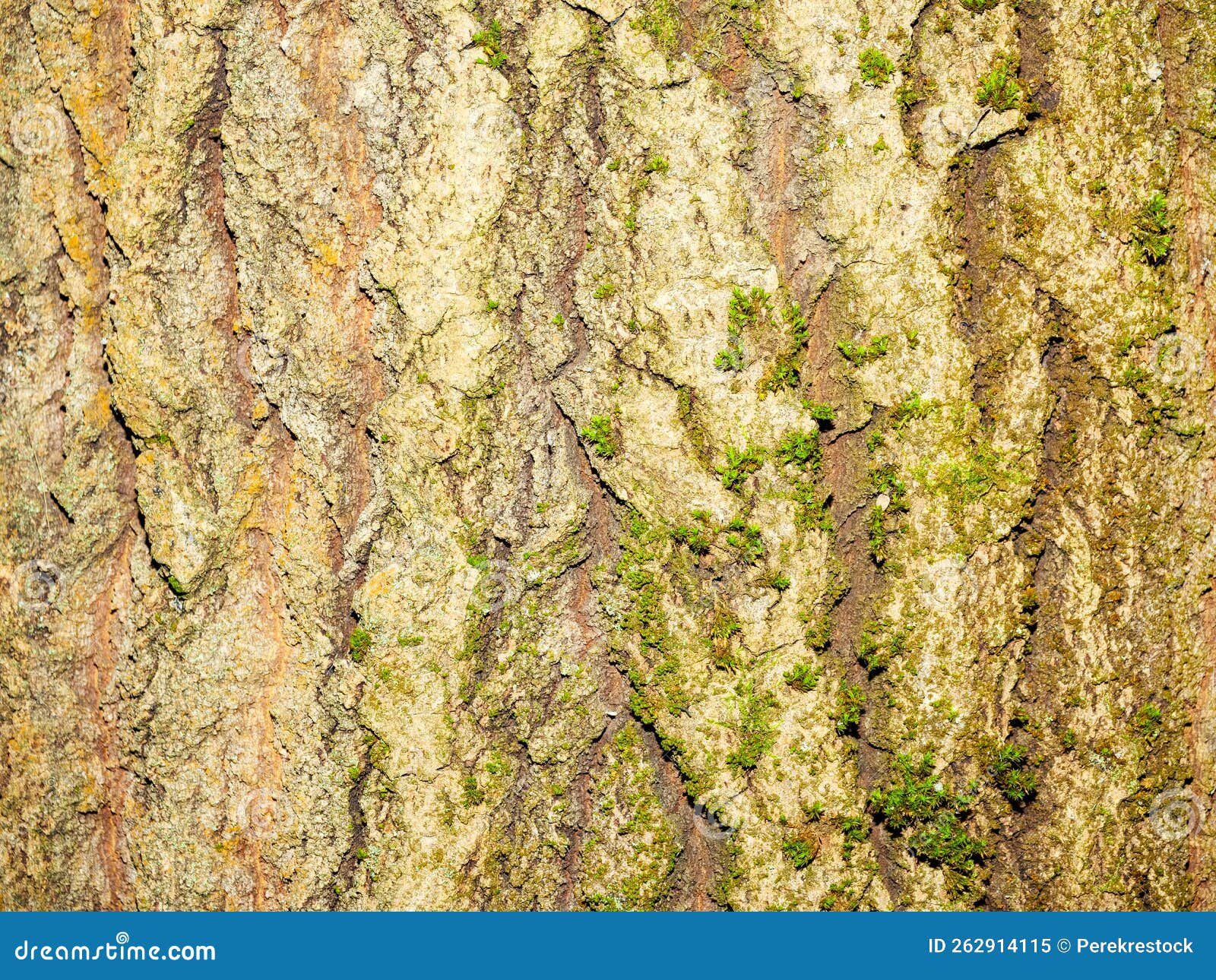 Tree Bark Texture with Little Green Leaf Sprouts Stock Image - Image of ...