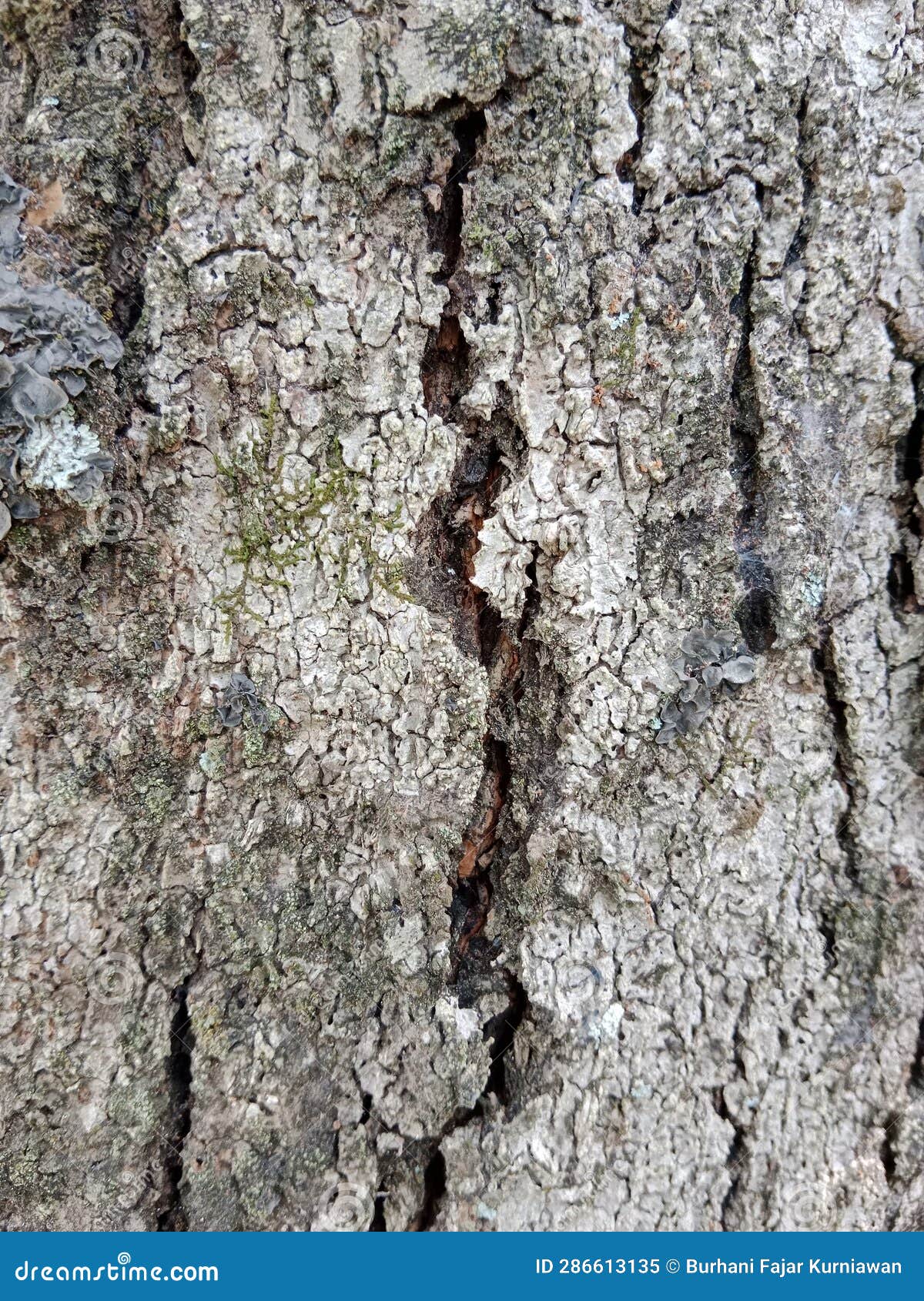 Mango Tree bark texture stock image. Image of grunge - 286613135