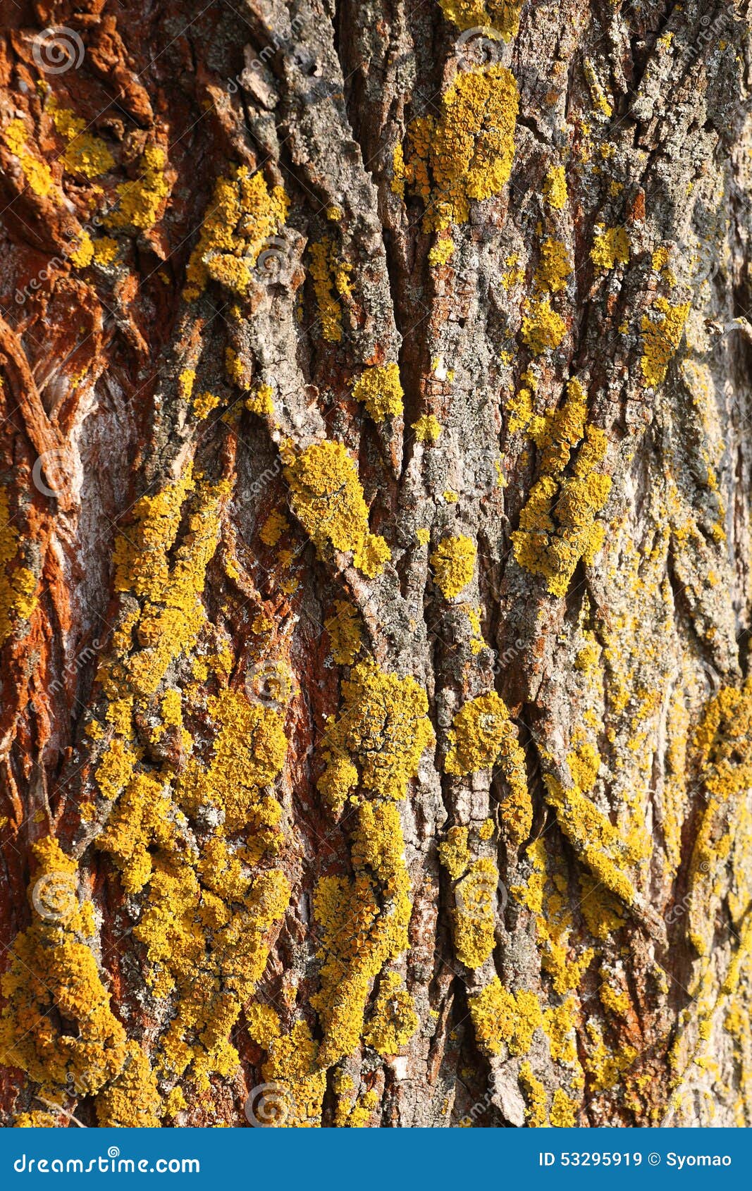 Tree Bark Texture with Moss Stock Image - Image of closeup, crack: 53295919