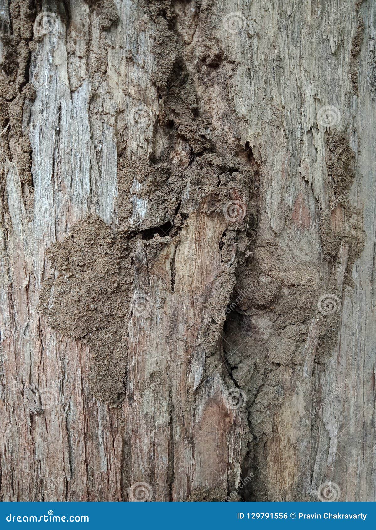 Tree Bark Texture stock photo. Image of horror, forestry - 129791556