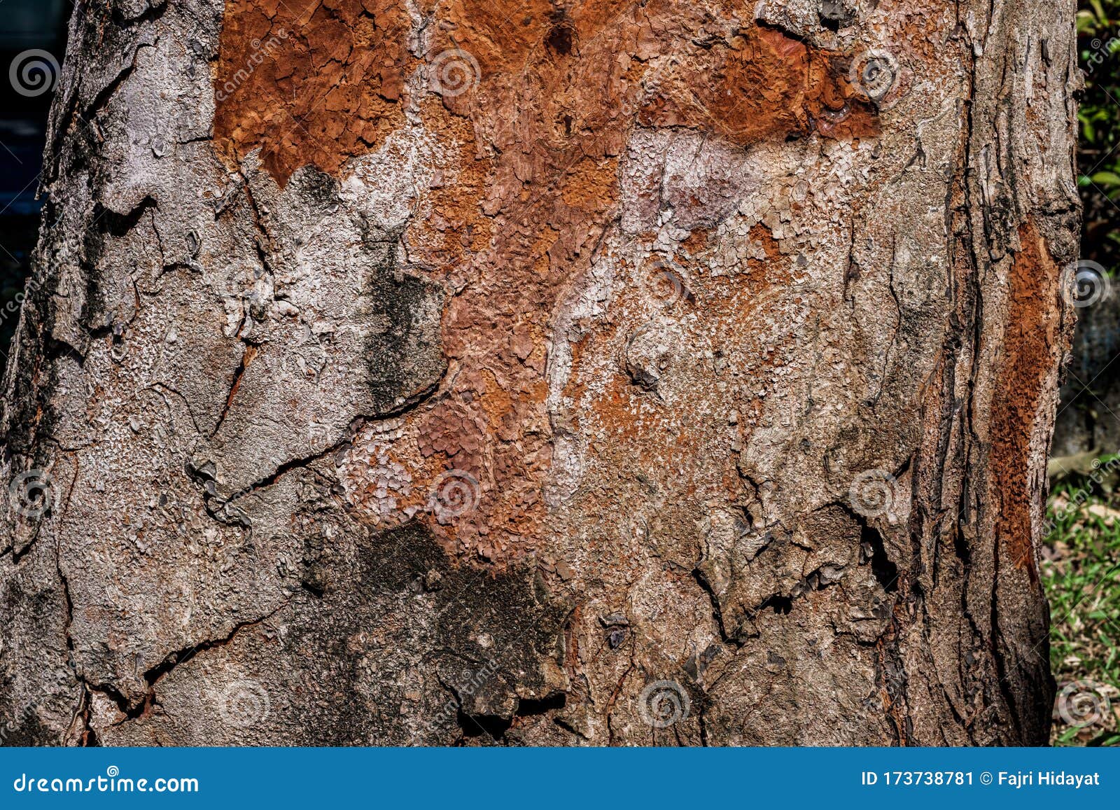 Reddish Brown-gray Tree Bark Texture Stock Image - Image of flow ...