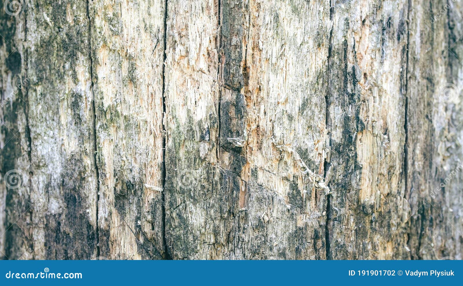 Tree Bark Texture. Natural Wooden Background with Scratches Stock Photo ...