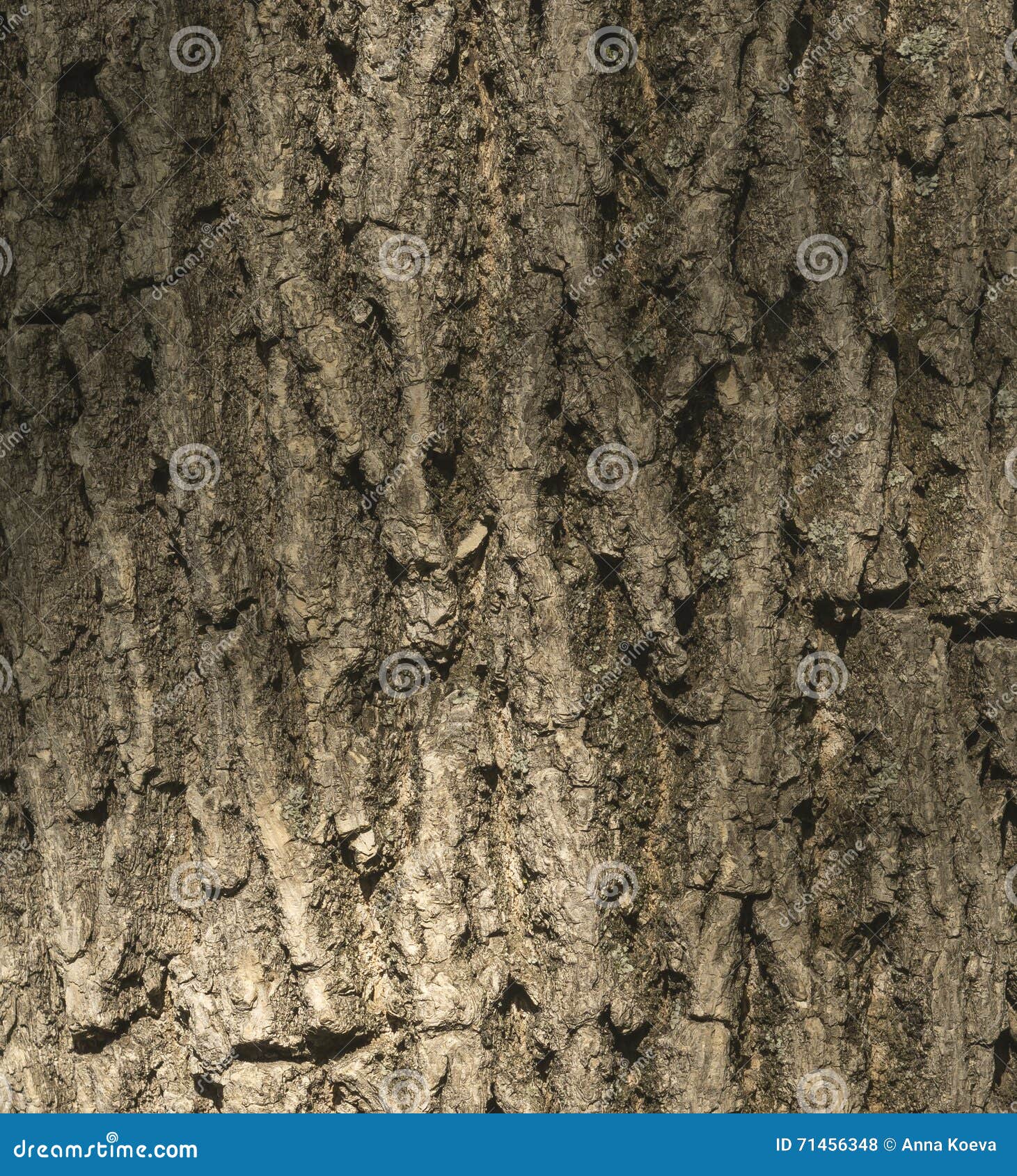 Tree Bark Texture. Old Wood Tree Texture Background Pattern Stock Photo ...