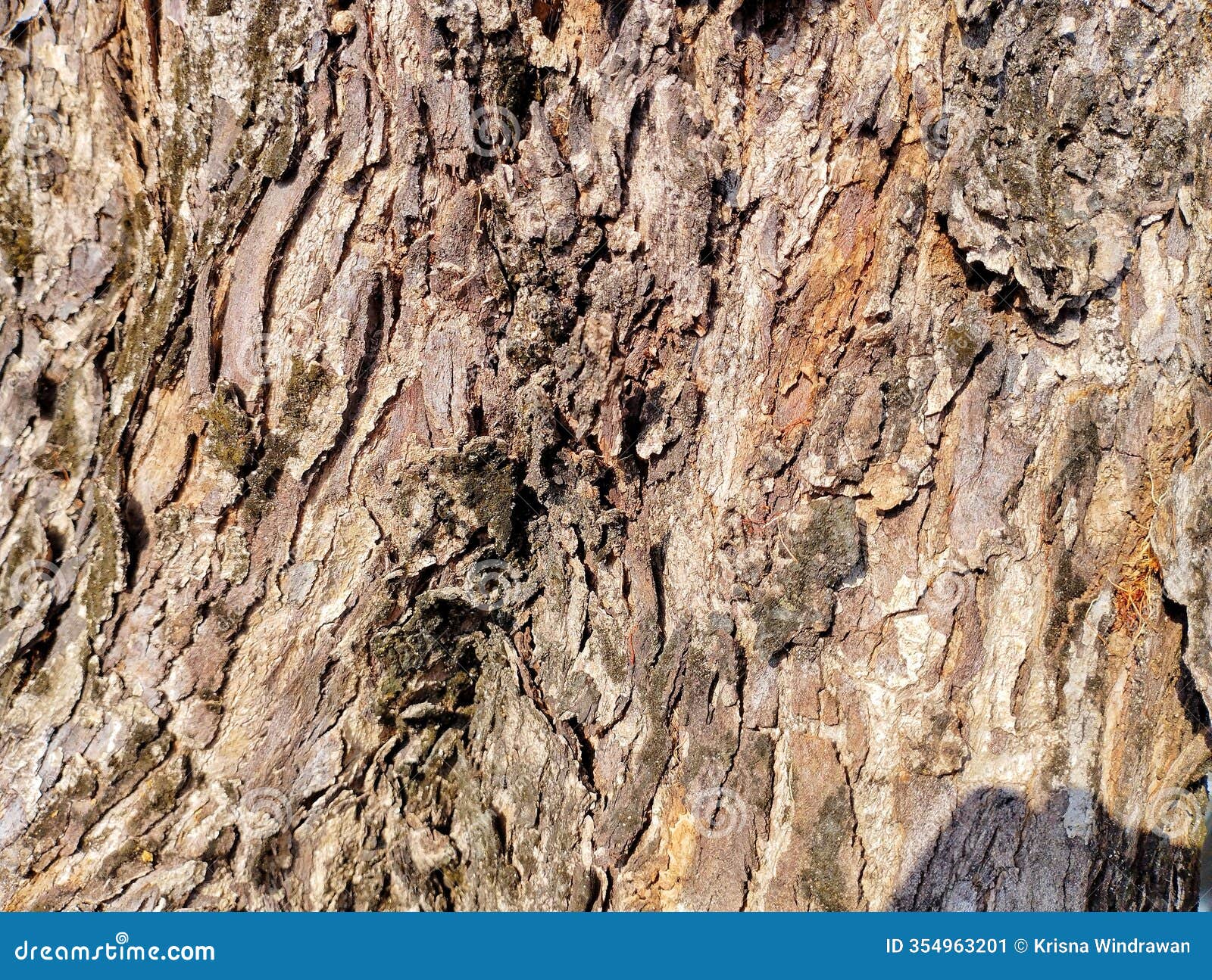 Tree bark texture stock image. Image of layers, layer - 354963201