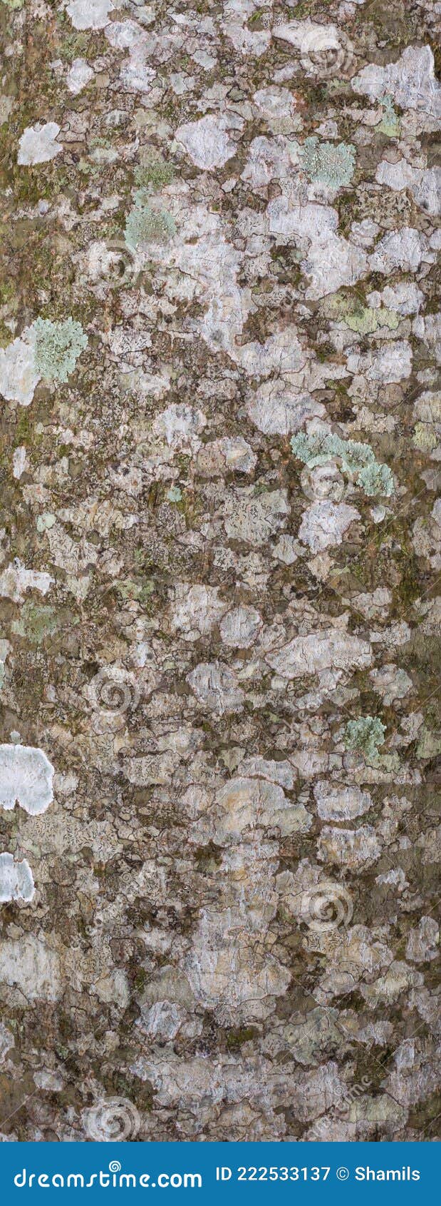 Tree Bark Texture, Outermost Layer of a Tree Trunk, Seamless Background ...