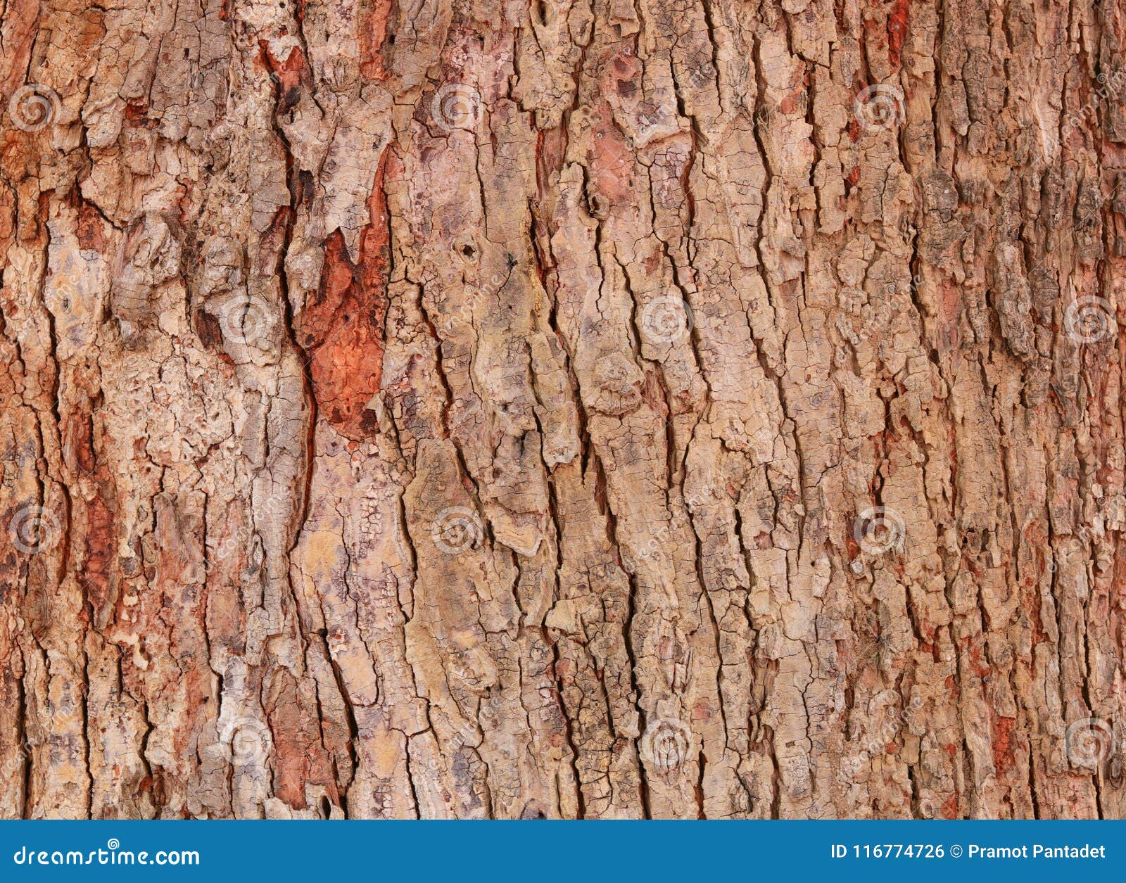Tree Bark Texture Pattern. Wood Rind for Background Stock Photo - Image ...