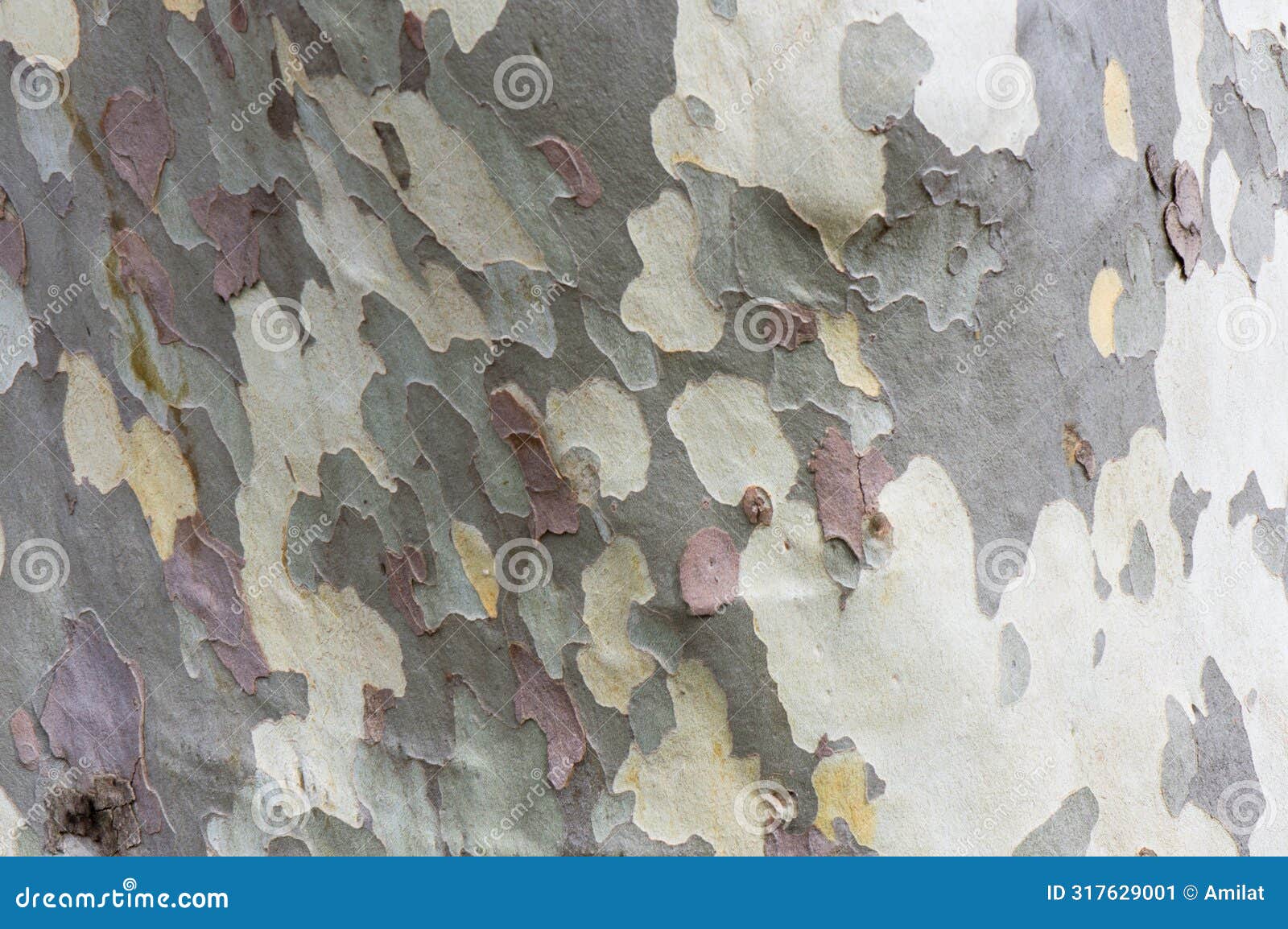 Tree bark texture stock image. Image of background, environment - 317629001