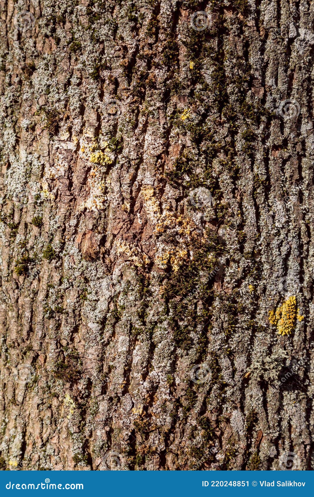 Tree Bark Texture Poplar. Seamless Tileable Texture. Stock Image ...