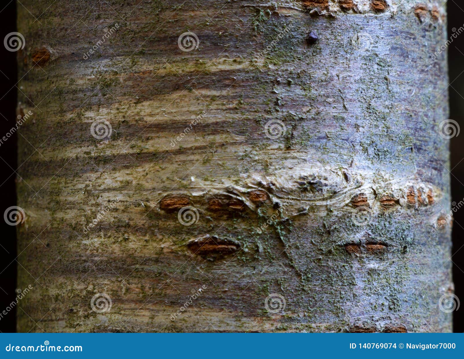 Tree Bark Texture of Prunus Avium or Wild Cherry with Beautiful Shiny ...
