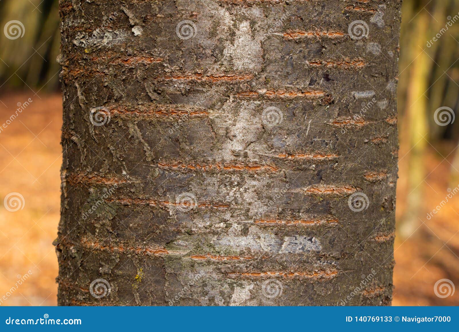 Tree Bark Texture of Prunus Avium or Wild Cherry with Beautiful Shiny ...