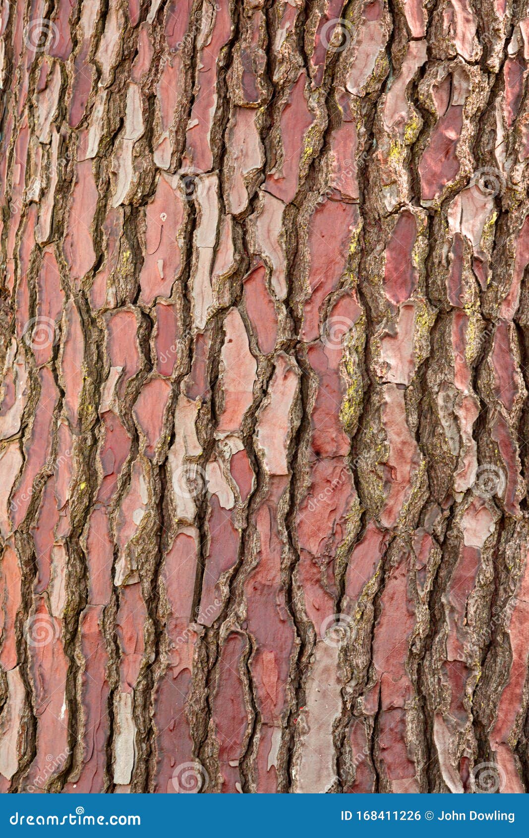 Tree Bark Texture Red from a Pine Tree. Stock Photo - Image of path ...
