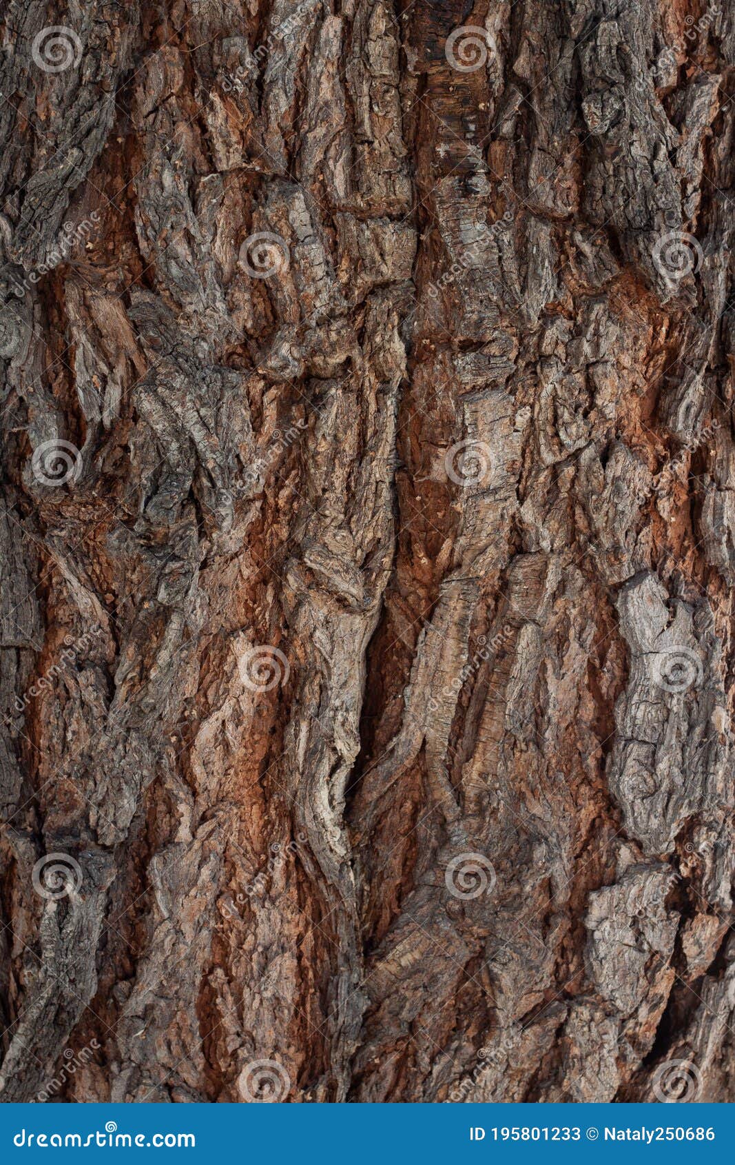 Tree Bark Texture with Rough Surface and Detailed Wooden Pattern Macro ...