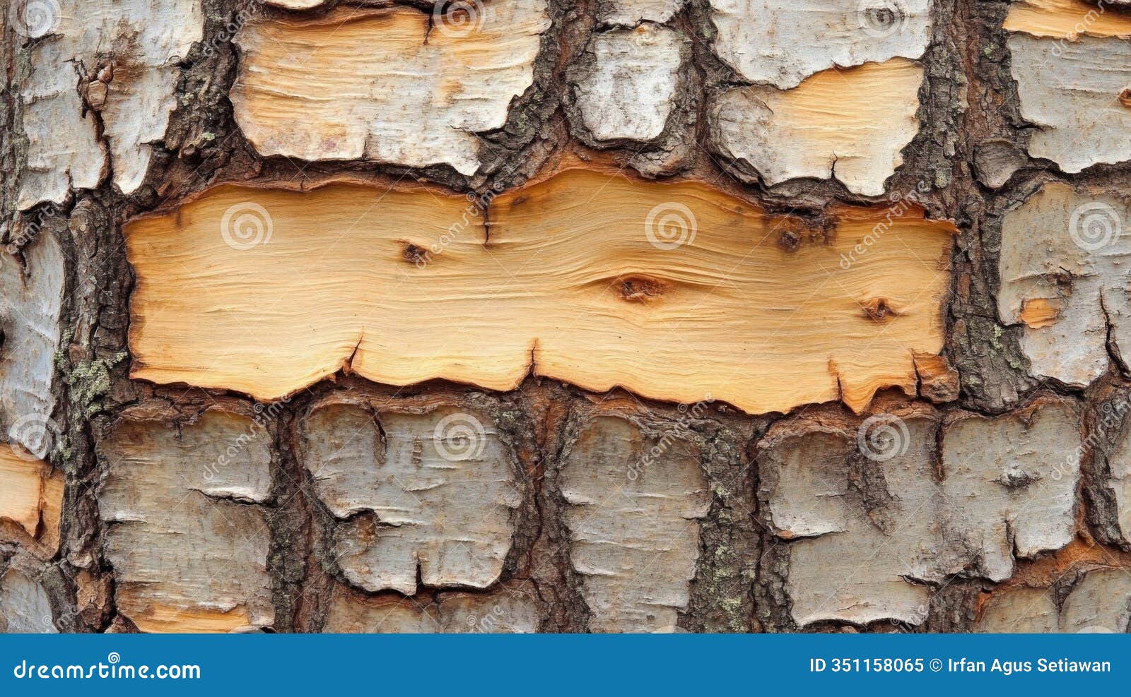 Tree Bark Texture Showing Damaged Section Stock Illustration ...