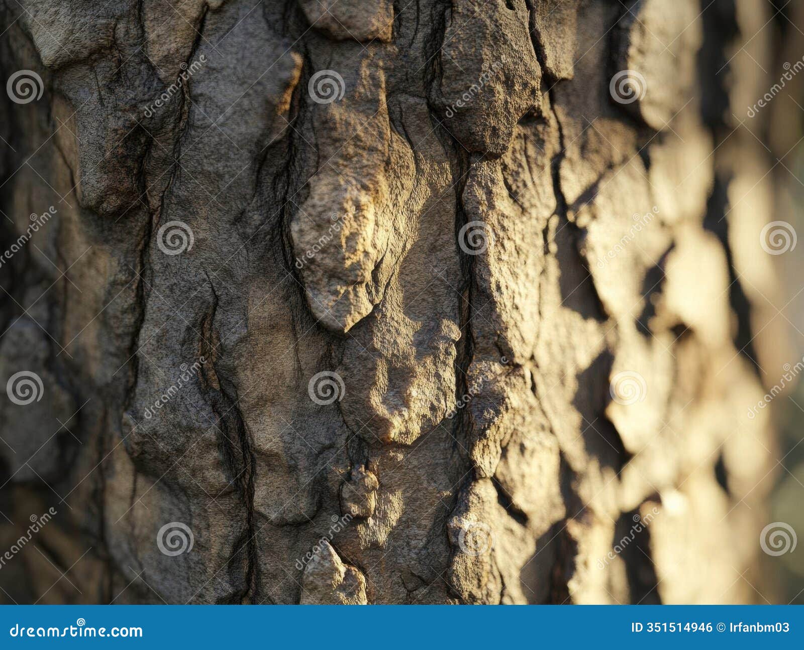 Tree Bark Texture Shows Rough Surface and Natural Pattern with Sunlight ...