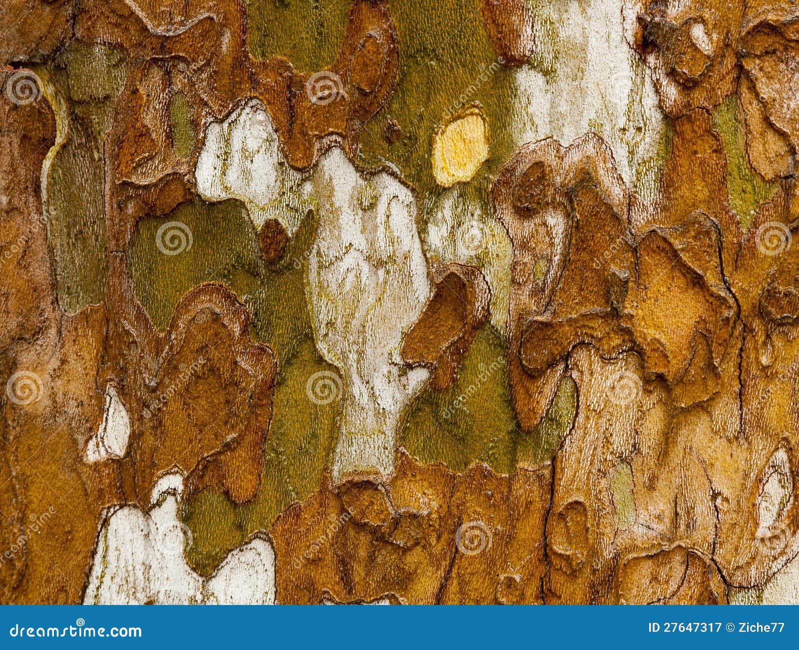 A Tree Bark Texture Surface Stock Image - Image of line, detail: 27647317