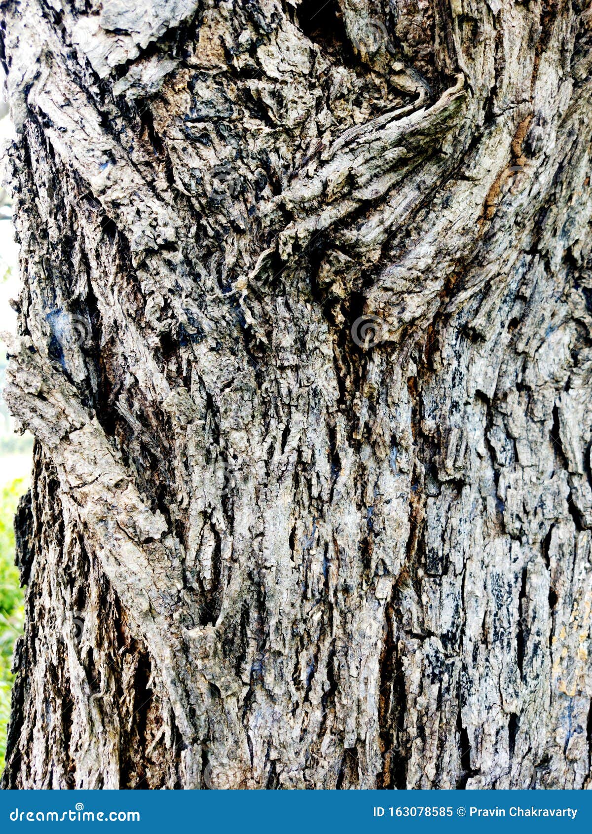 Tree bark texture stock image. Image of background, flora - 163078585