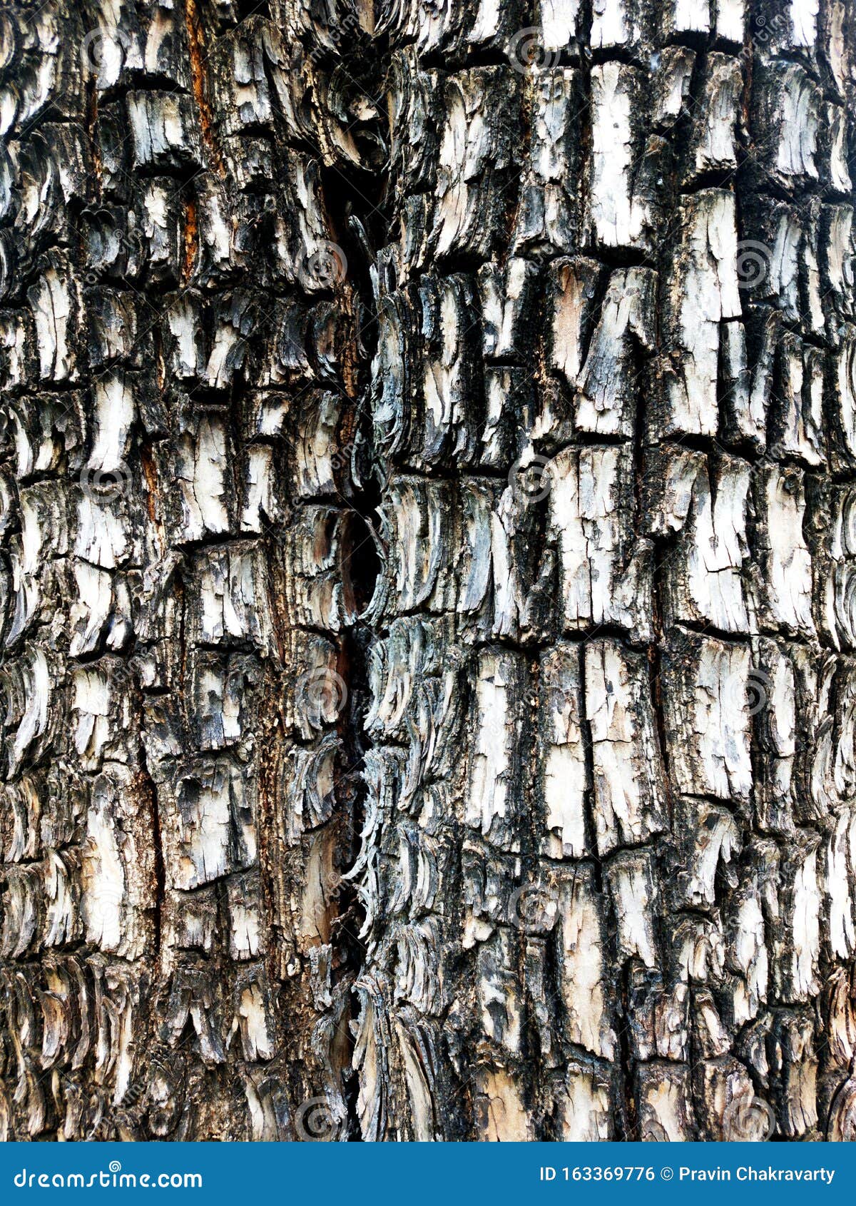 Tree bark texture. stock photo. Image of bark, forestry - 163369776