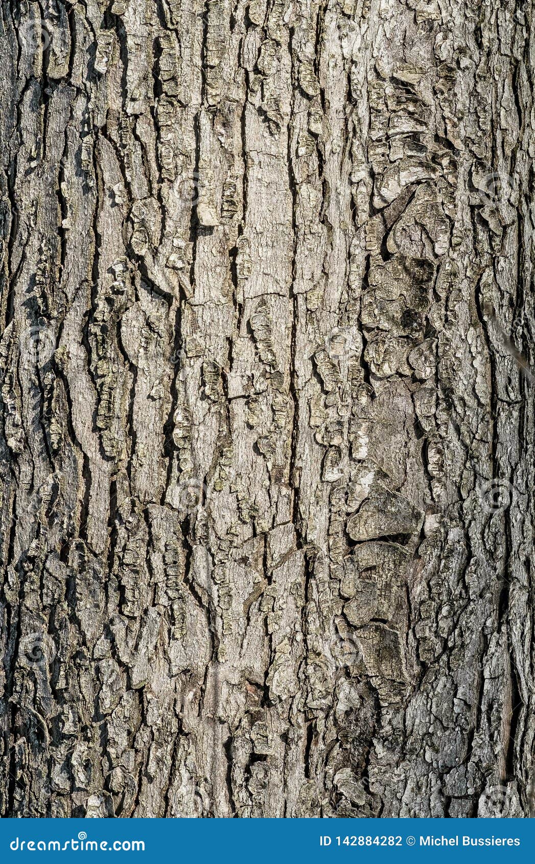 Tree bark texture stock photo. Image of branch, wood - 142884282