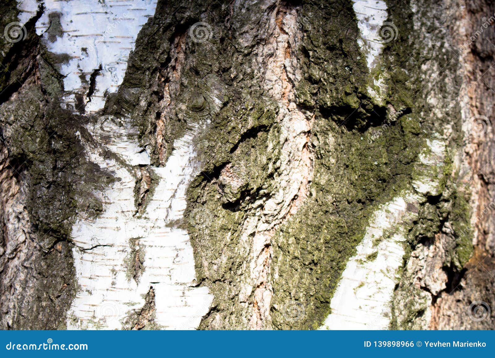 Tree bark, texture. stock photo. Image of pattern, line - 139898966