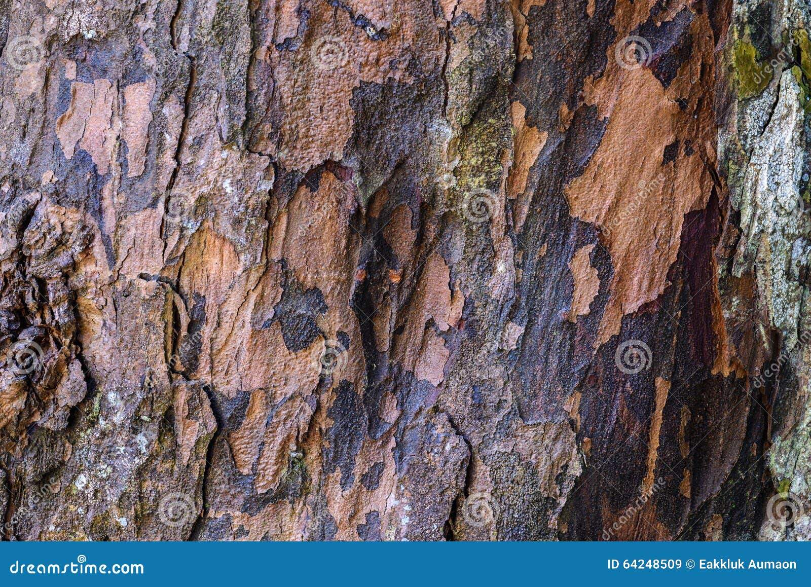 Tree Bark Texture in Tropical Forest Stock Image - Image of detail ...