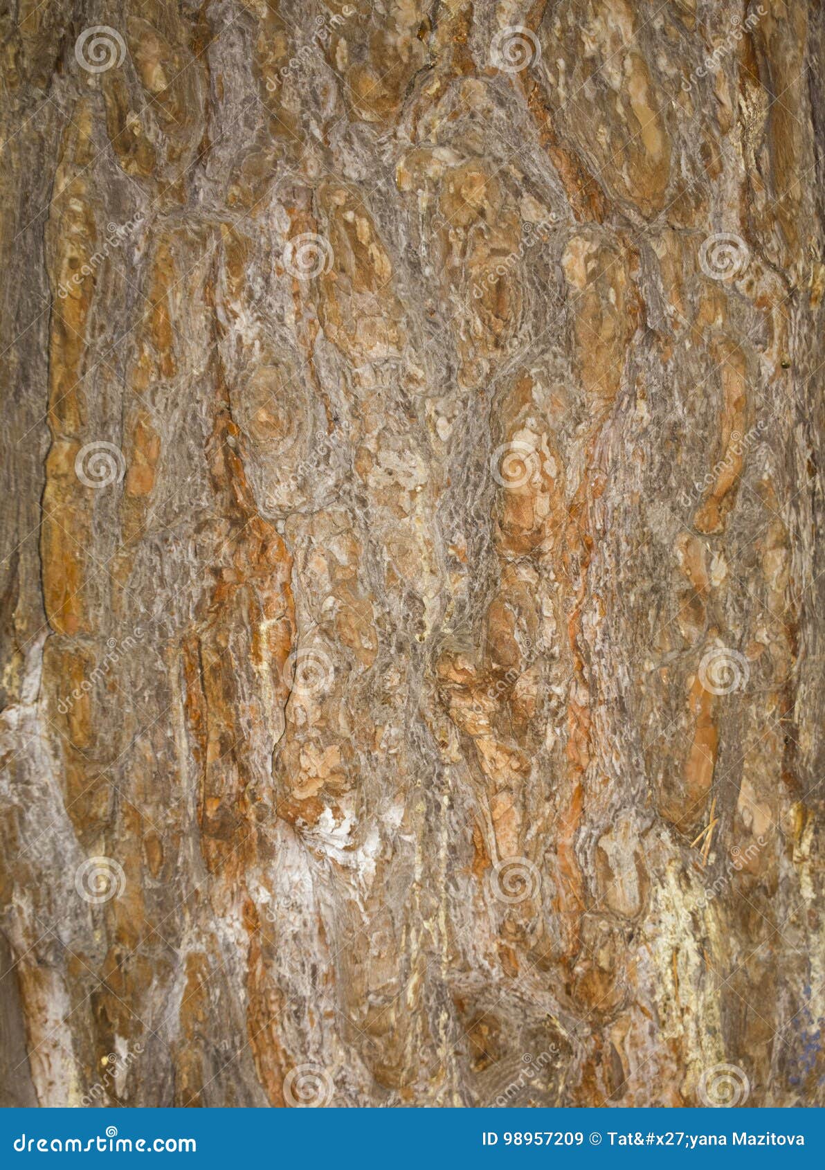 Tree Bark Texture. Trunk of Fir Tree Background. Stock Image - Image of ...