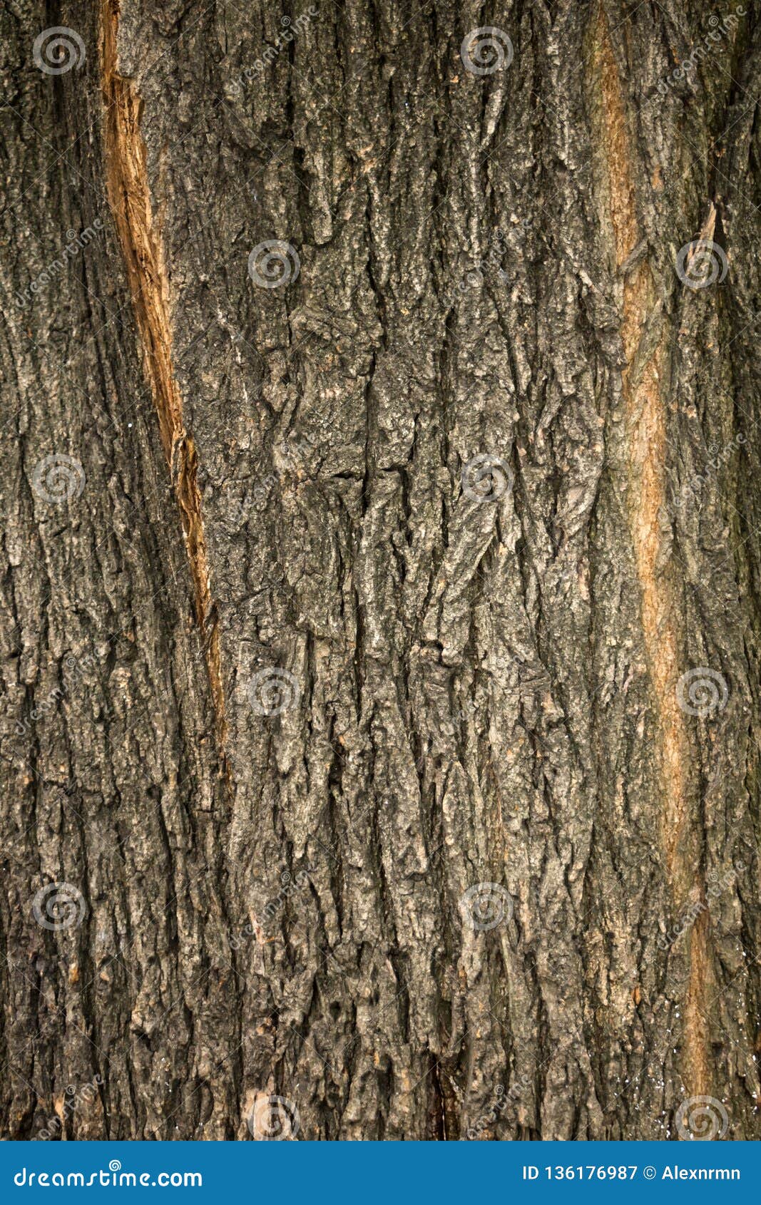 Tree Bark Texture with Two Longitudinal Stripes Stock Image - Image of ...
