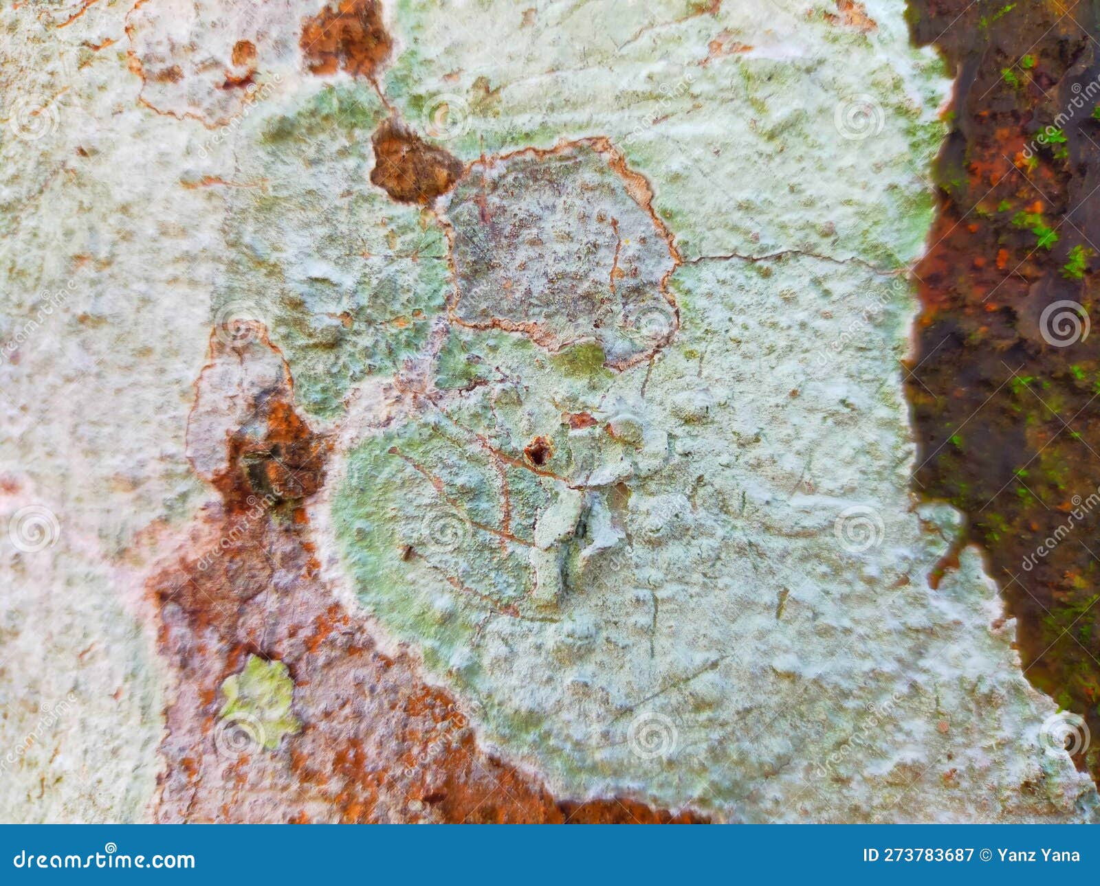 Tree Bark Texture with Various Hues of Color Stock Image - Image of ...