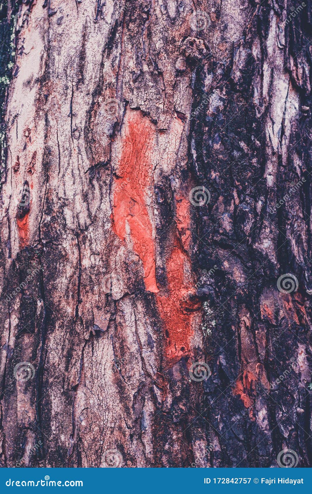 Tree Bark Texture for Vertical Banner Designs. Stock Image - Image of ...