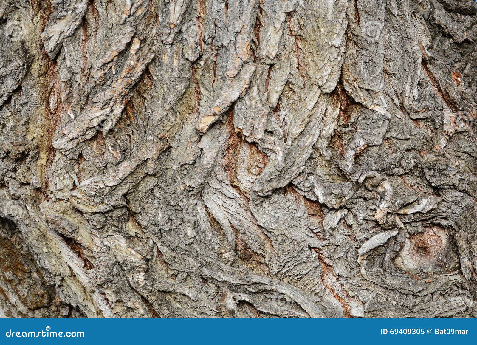 Tree Bark Texture, White Willow (Salix Alba) Bark Stock Image - Image ...