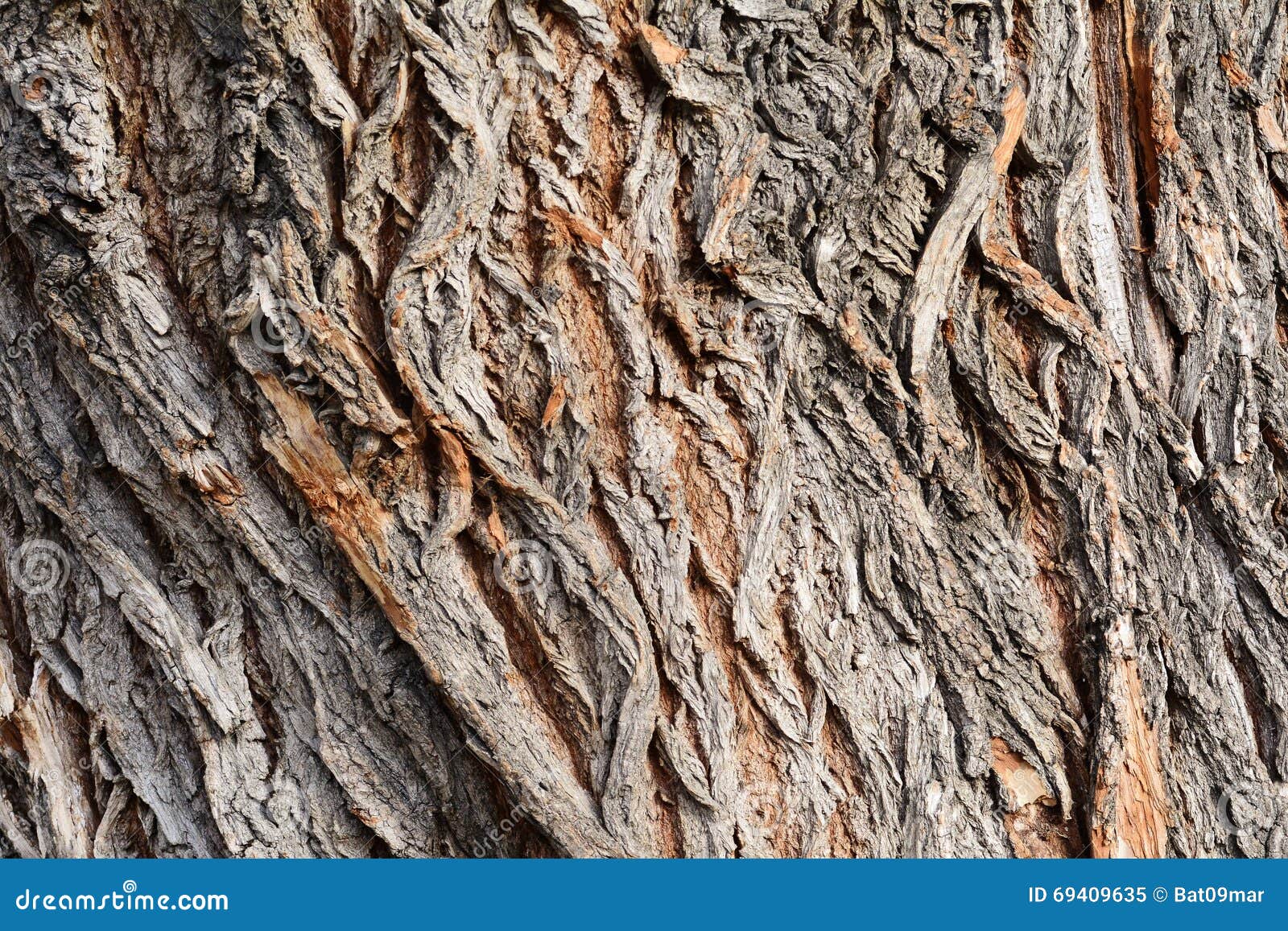 Tree Bark Texture, White Willow (Salix Alba) Bark Stock Image - Image ...