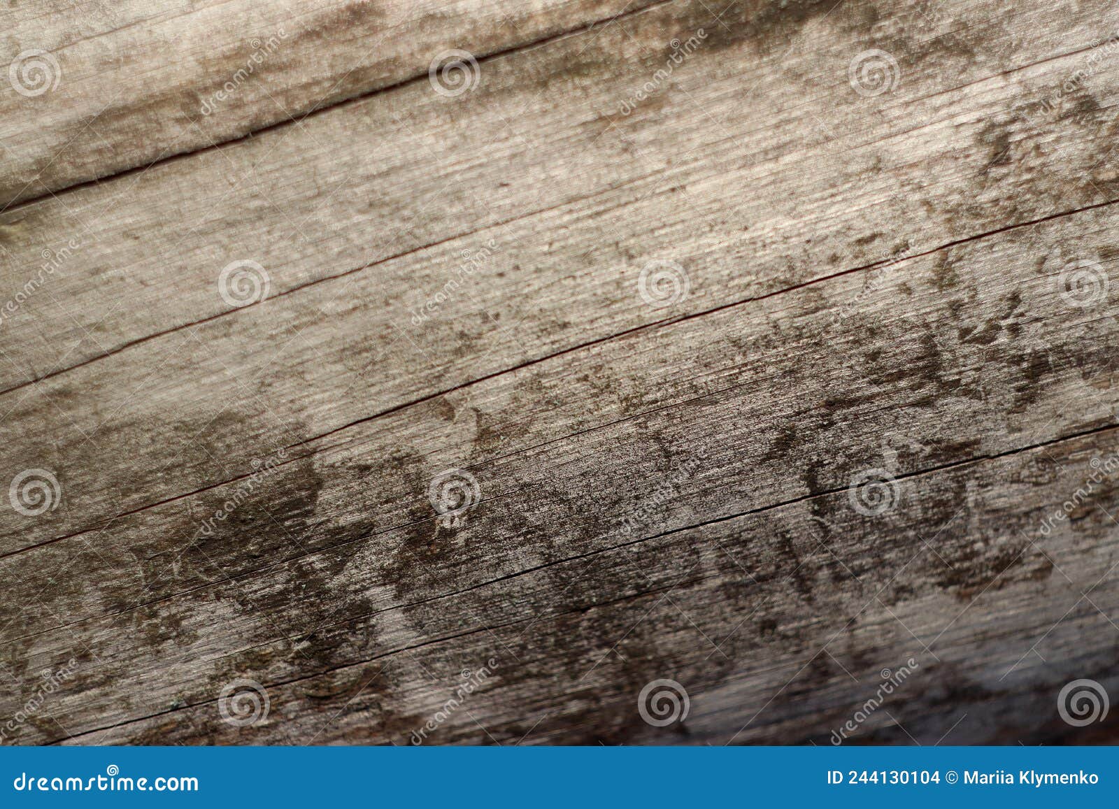 A Tree without Bark. Texture. Wood Stock Photo - Image of material ...