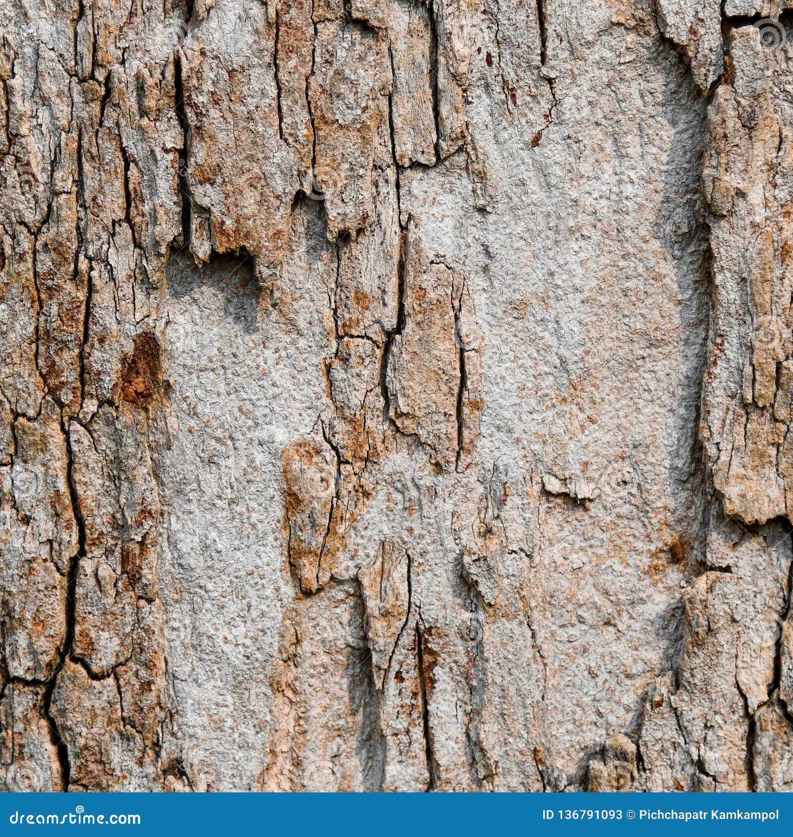 Tree Bark Textured and Background. Cracked Wood Texture. Nature ...