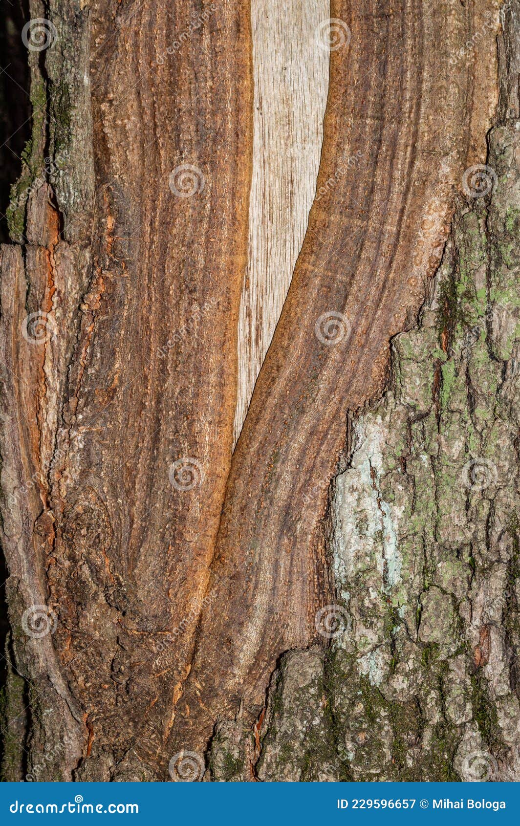 Tree bark stock image. Image of textile, grain, brown - 229596657
