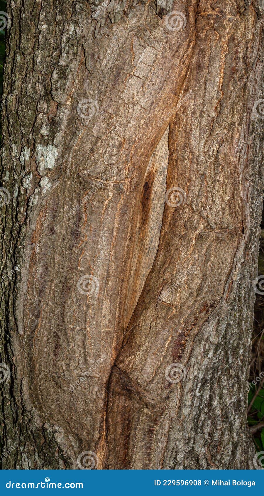 Tree bark stock photo. Image of brown, circle, flooring - 229596908