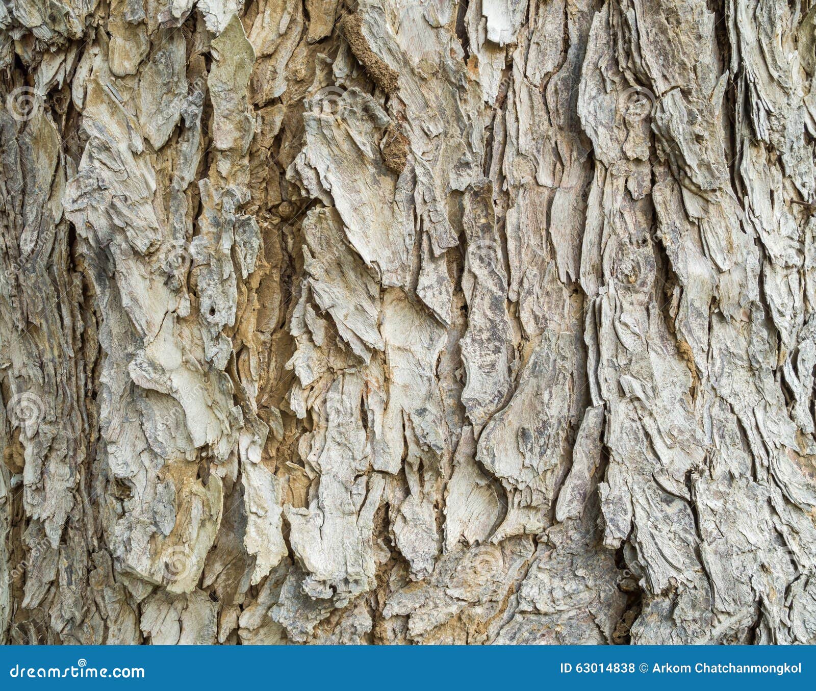 Tree bark textured stock photo. Image of park, closeup - 63014838