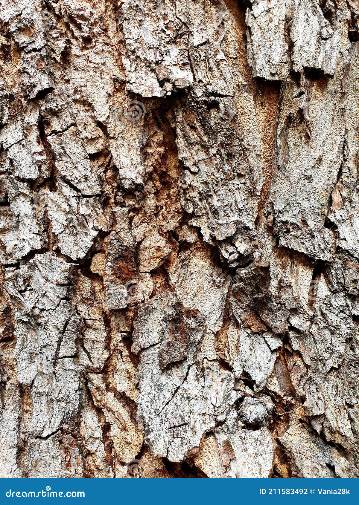 An Tree Bark with Textured Rough Surfaces Varying Patterns Stock Photo ...