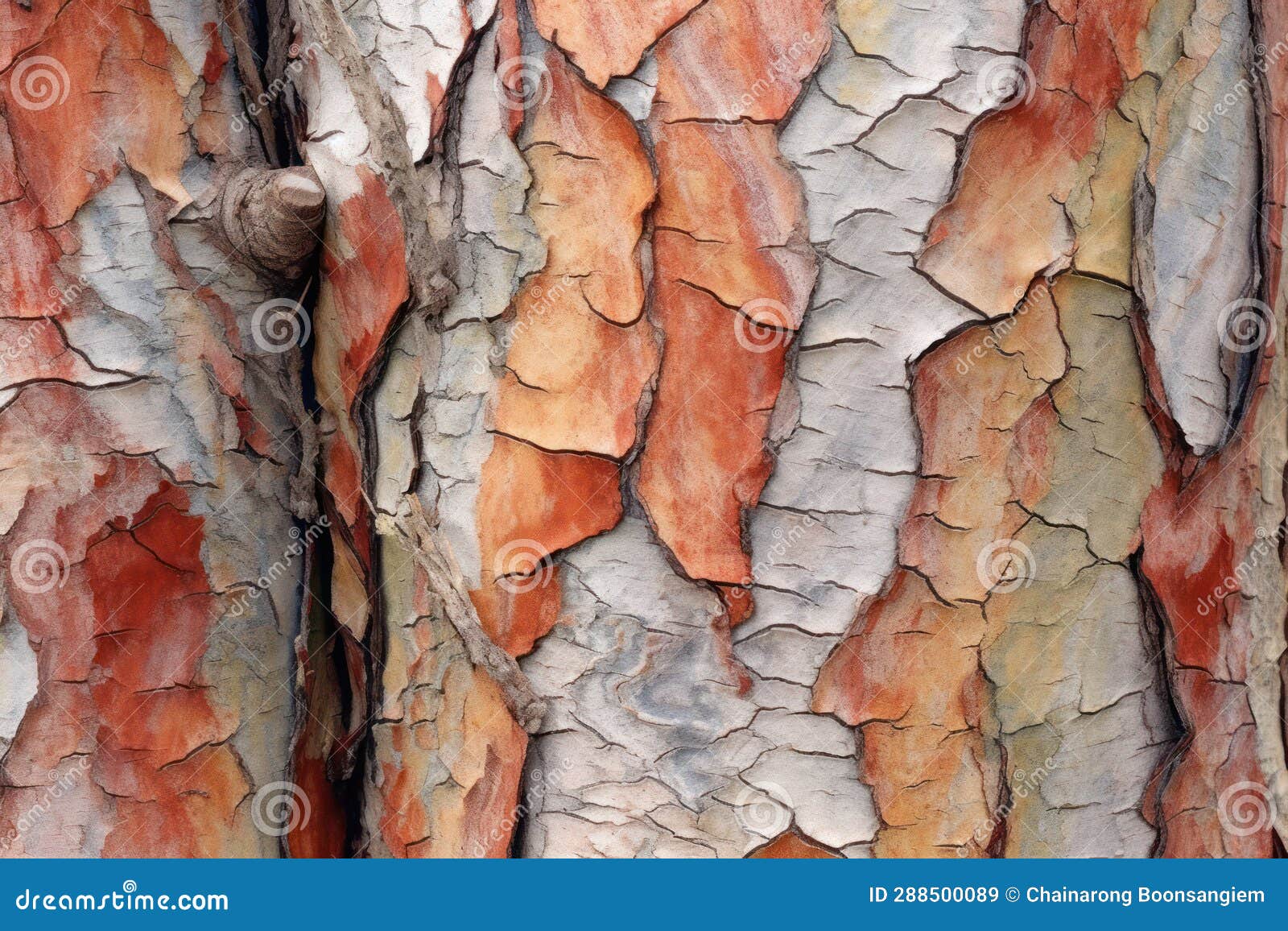 Tree Bark Textures Background Stock Illustration - Illustration of ...