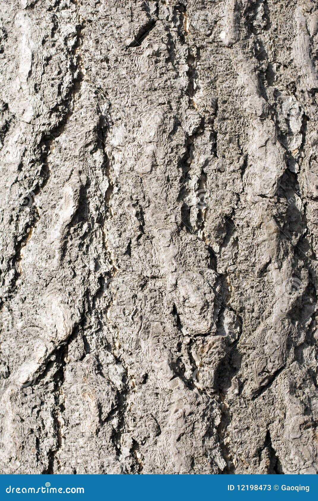 Tree Bark Textures Backgrounds Stock Image - Image of plant, coating ...