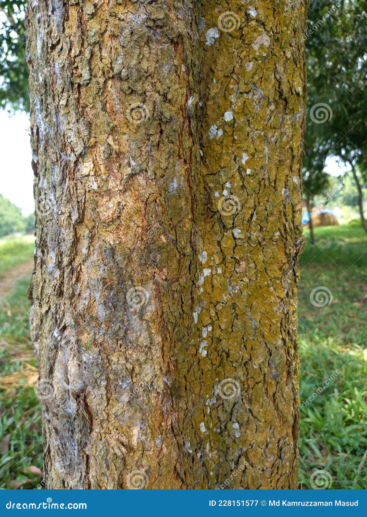 Tree Bark Textures in the Forest. Nature Texture Stock Image - Image of ...