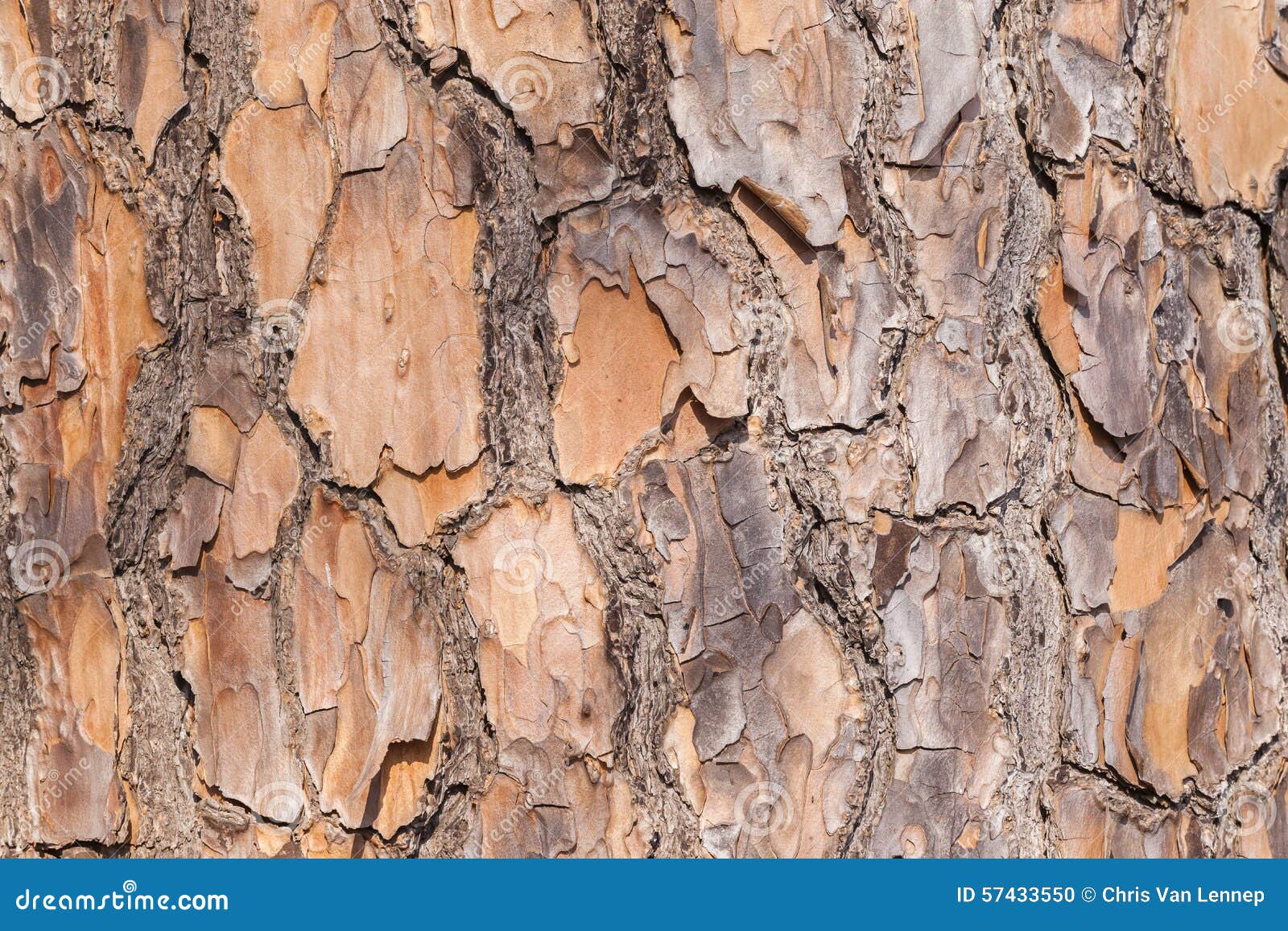 Tree Bark Textures stock photo. Image of background, closeup - 57433550