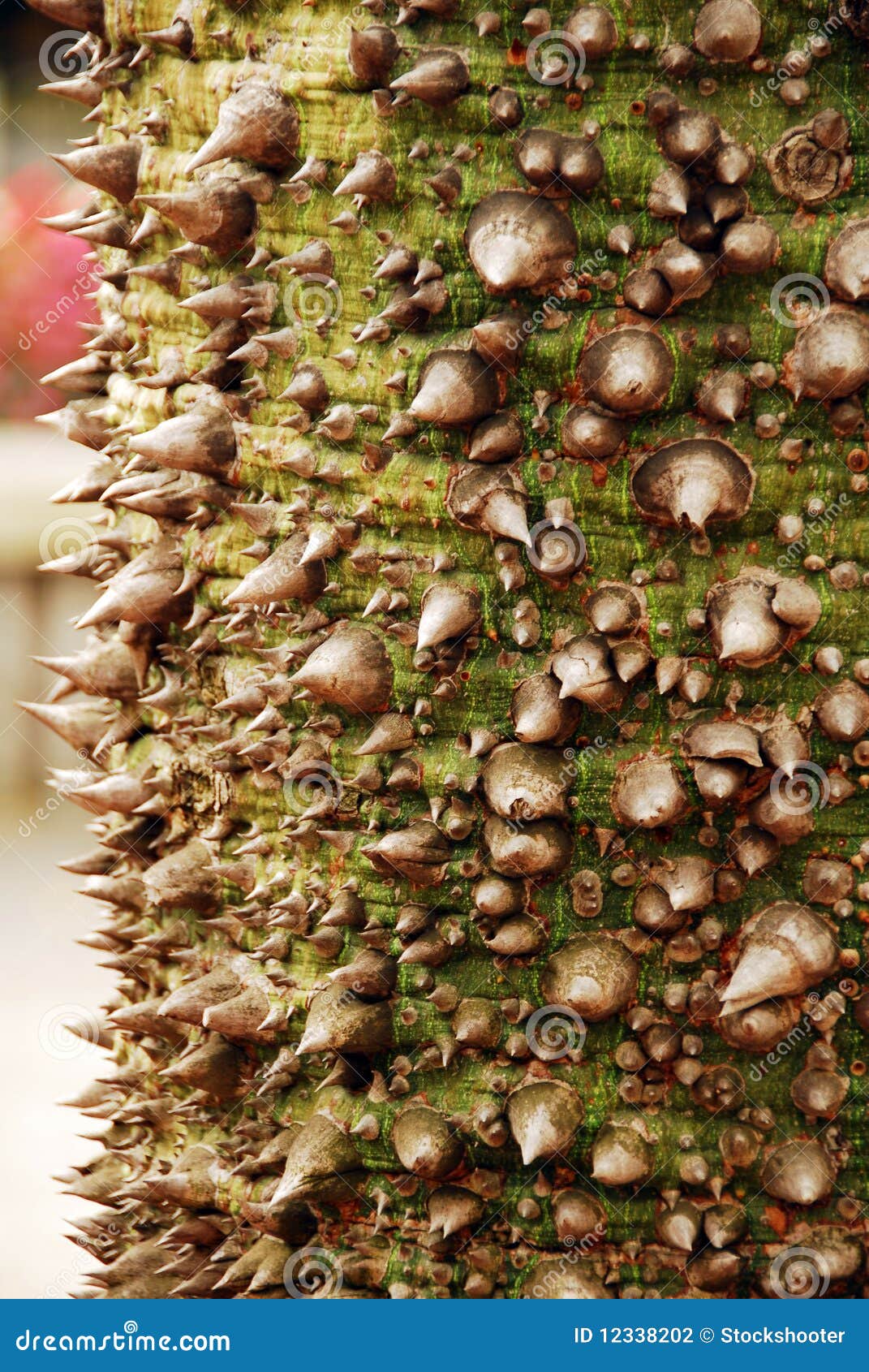 Tree Bark Thorn Texture Background Stock Photo - Image of plant, wooden ...