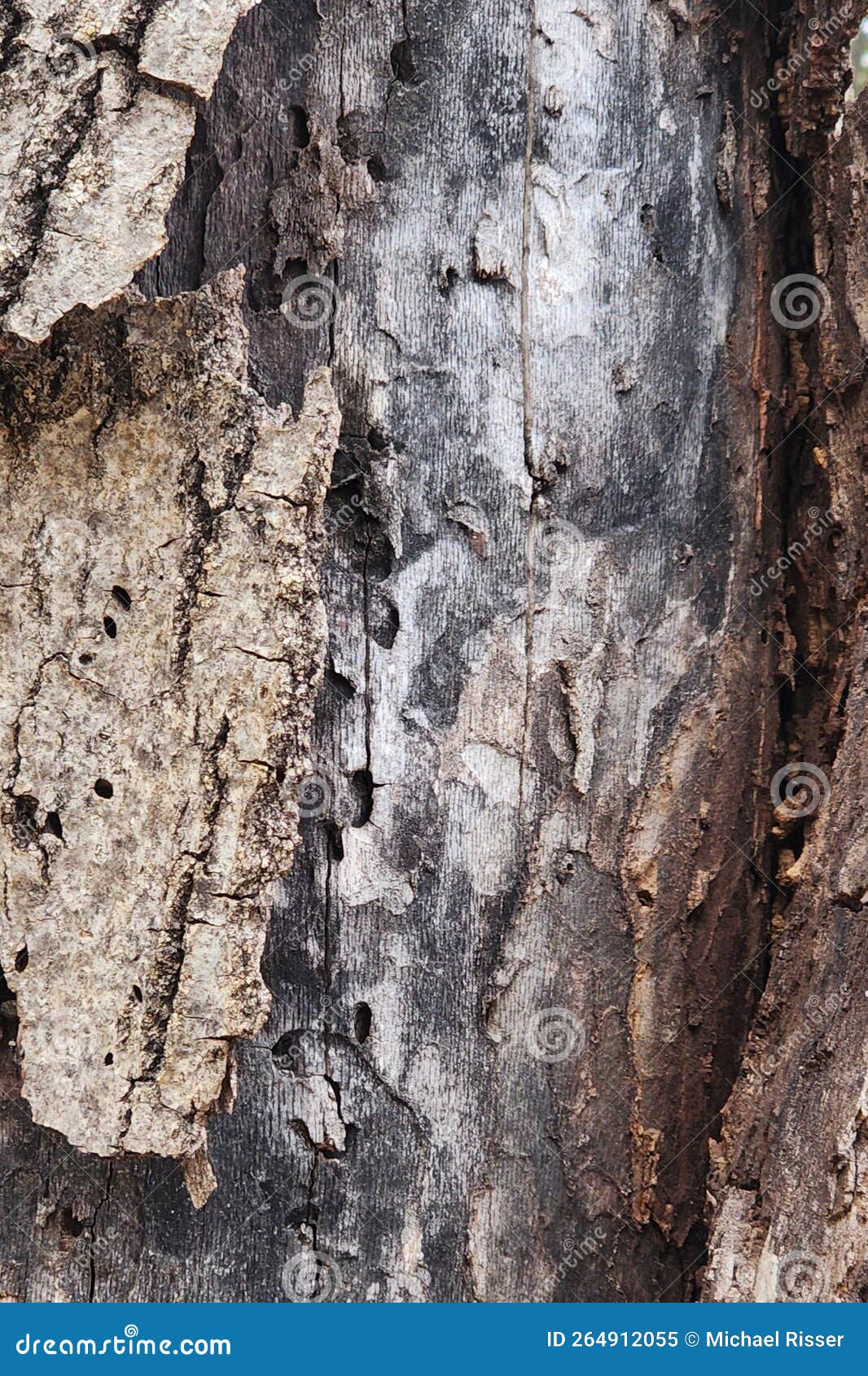 Tree Bark on a Tree with Holes Stock Image - Image of geology, twig ...