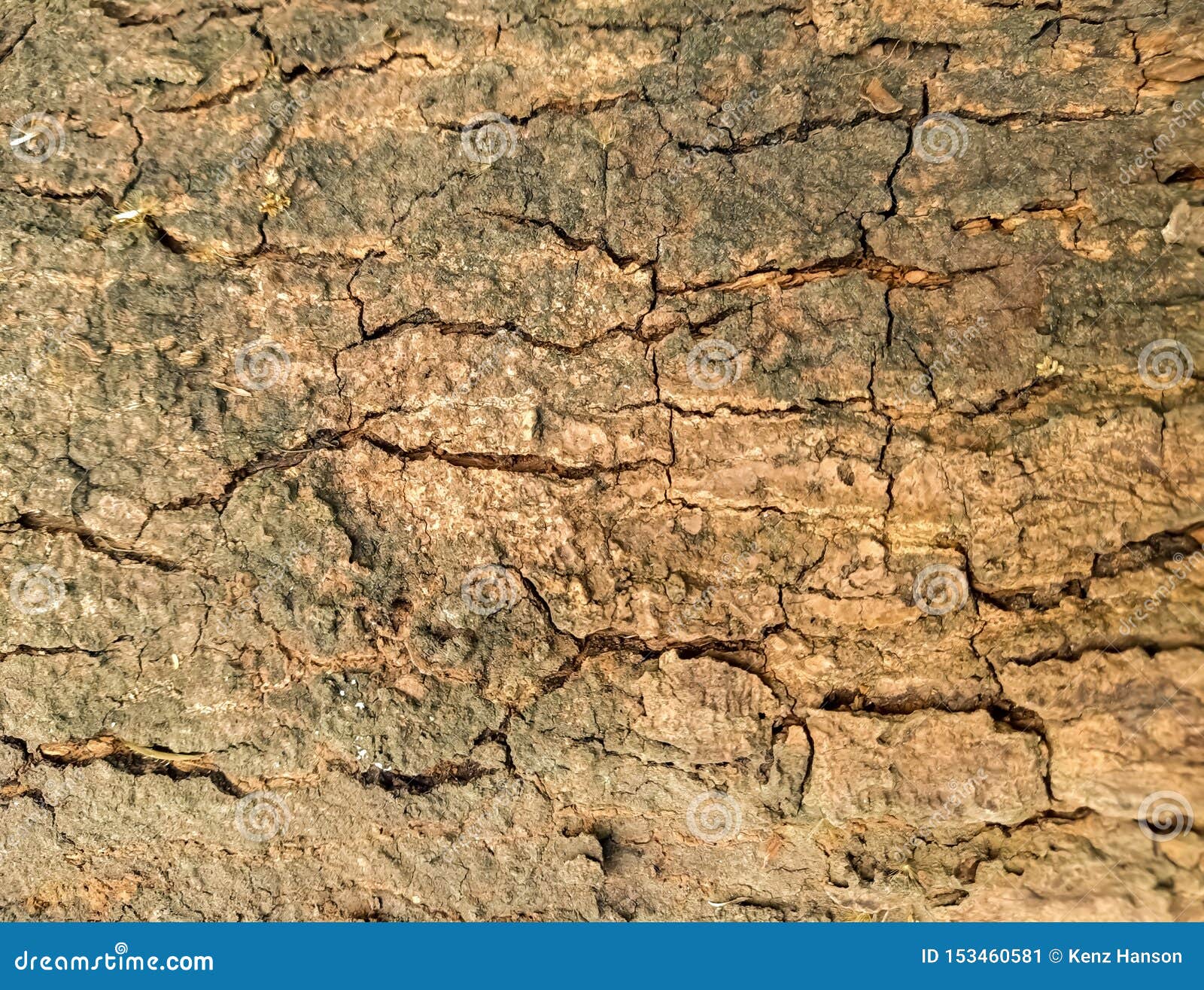 Tree bark stock image. Image of tree, skin, wallpapers - 153460581