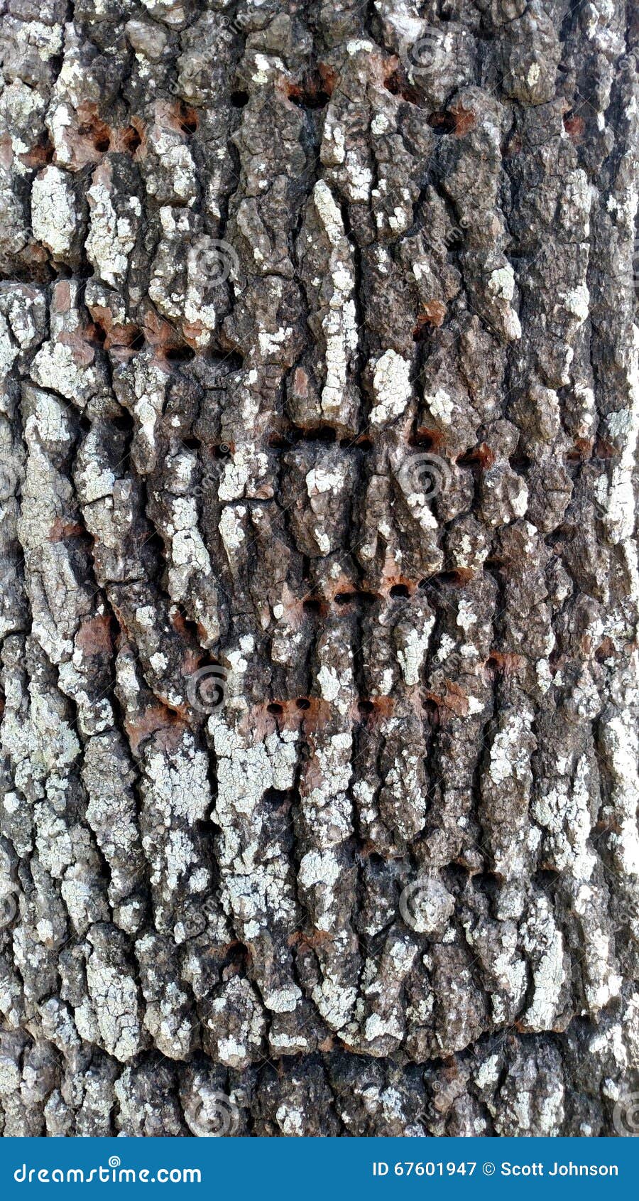 Tree Bark trunk stock image. Image of white, tree, trunk - 67601947