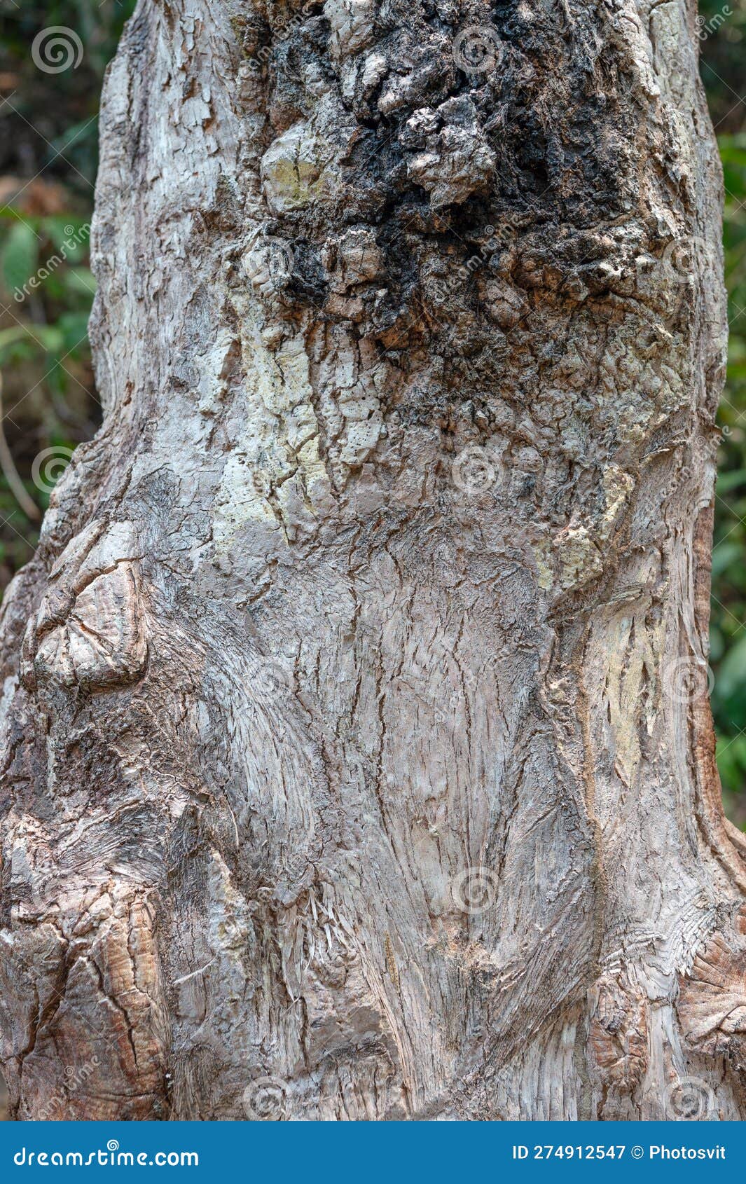 Tree Bark and Trunk. Tree Bark Texture. Tree Bark Grey Color Stock ...